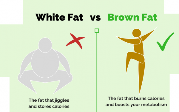 What Is White Fat and Brown Fat, and can CBD Help? - Doctor Bob Posner